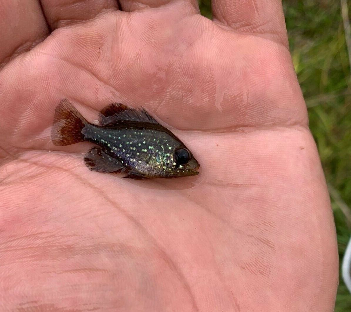 bluespotted sunfish enneacanthus gloriosus $ 15 . 99